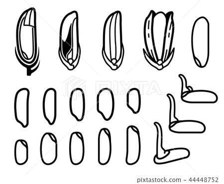 Evolution of rice germination and shape of seed. - Stock Illustration ...