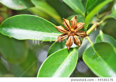 Shikimi's fruit - Stock Photo [44580176] - PIXTA
