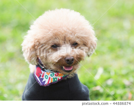 Why Do Poodles Smile