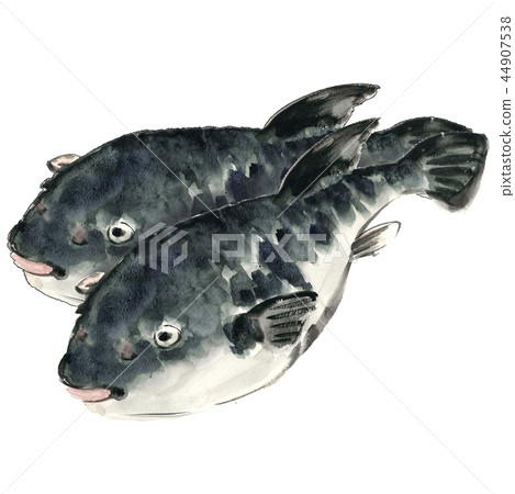 Fugu 2 tails Kawabuta tiger blowfish... - Stock Illustration [44907538 ...