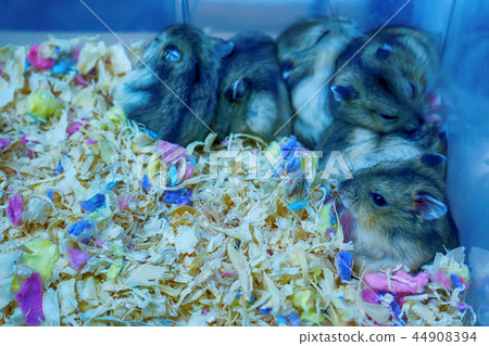 Fat-tailed Gerbil Or Pachyuromys Duprasi 7988020 Stock, 44% OFF