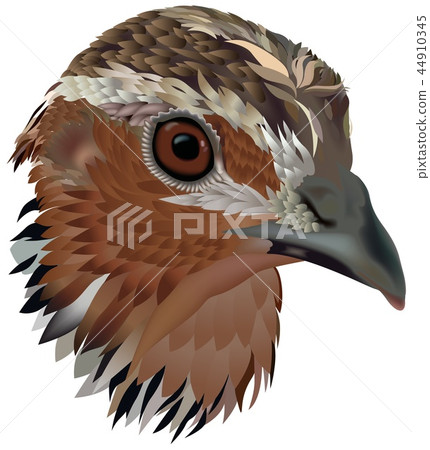 Common Quail Head - Stock Illustration [44910345] - PIXTA