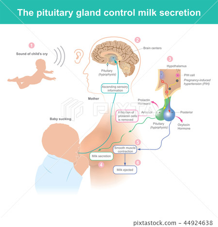 The pituitary gland control milk secretion - Stock Illustration ...
