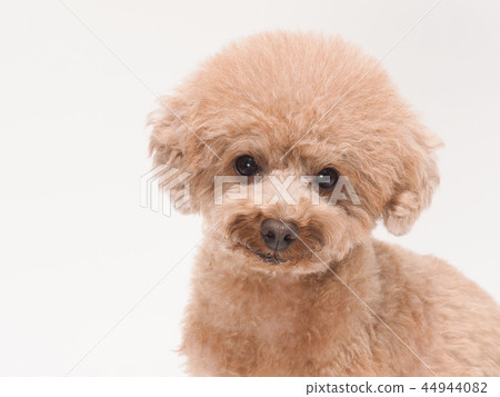 Why Do Poodles Smile