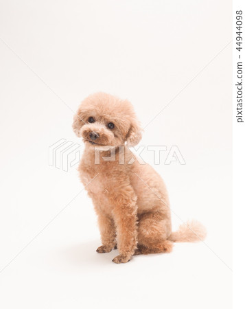 Sitting and laughing toy poodle - Stock Photo [44944098] - PIXTA