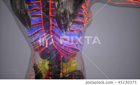 colored Human Internal organs scan - Stock Illustration [45230375] - PIXTA