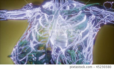 Human Body with Glow Blood Vessels-插圖素材 [45230380] - PIXTA圖庫