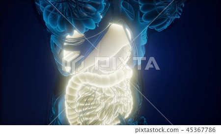 Human Body with Visible Digestive System - Stock Illustration [45367786 ...
