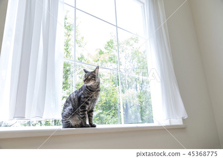 Cat sitting in a bay window - Stock Photo [45368775] - PIXTA