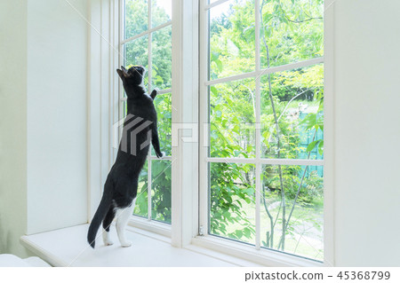 Cat Standing Looking Out Window
