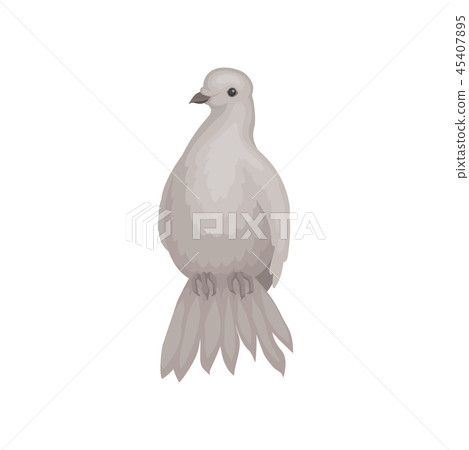 Gray dove with fluffy tail. Bird with small... - Stock Illustration ...