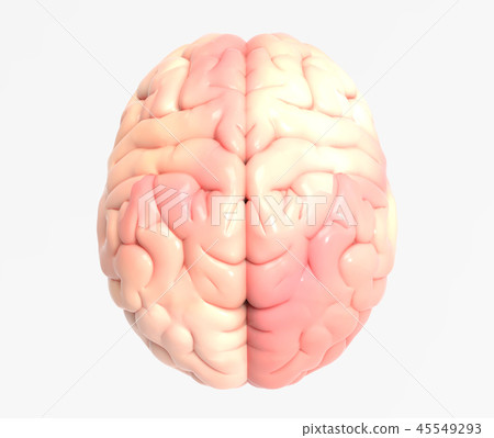 3D brain illustration rendering in top view - Stock Illustration ...