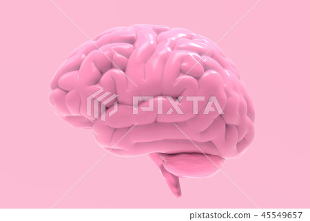 Pink human brain illustration on pastel BG - Stock Illustration ...