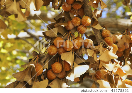 Ginnan fruits grown in ginkgo trees - Stock Photo [45578861] - PIXTA