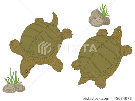 Illustration of Suppon - Stock Illustration [45674978] - PIXTA