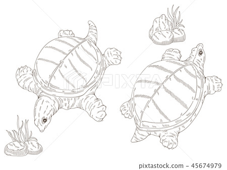 Illustration of Suppon - Stock Illustration [45674979] - PIXTA