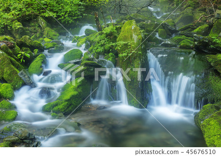 Korea, moss, lichen - Stock Photo [45676510] - PIXTA