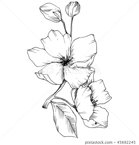 Vector. Appe blossom flowers. Wild spring leaf.... - Stock Illustration ...