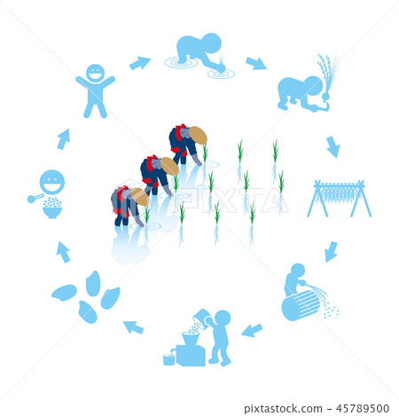 Rice production cycle - Stock Illustration [45789500] - PIXTA