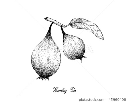 Hand Drawn of Humbug Pears on White Background - Stock Illustration ...
