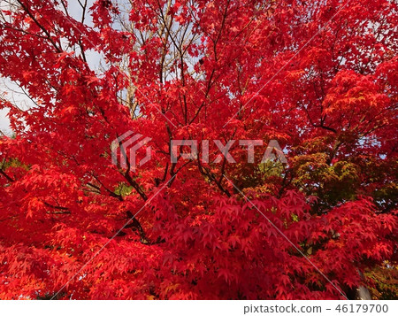 Momiji that stains deep red - Stock Photo [46179700] - PIXTA