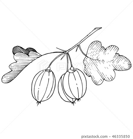 Vector Black and white engraved ink art.... - Stock Illustration ...