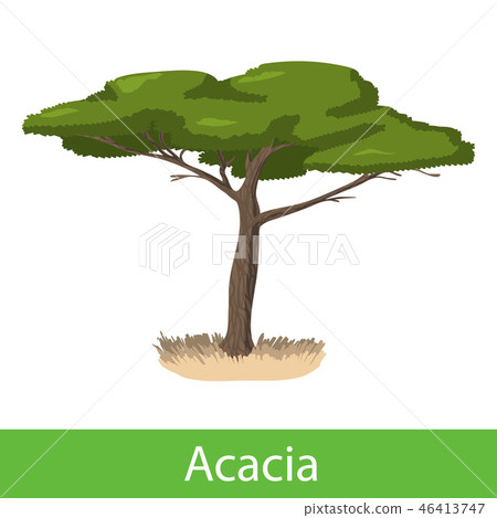 Acacia cartoon tree - Stock Illustration [46413747] - PIXTA