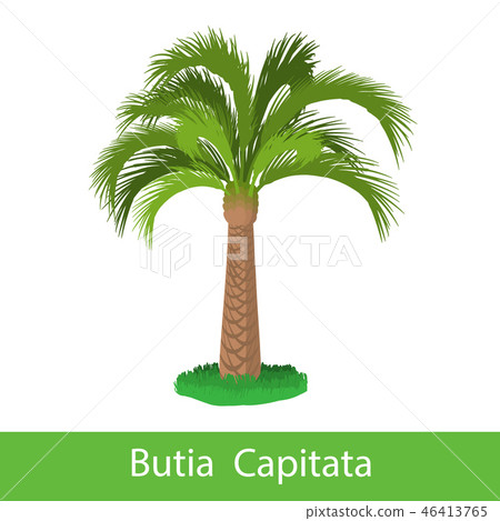 Butia Capitata cartoon tree - Stock Illustration [46413765] - PIXTA