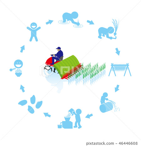 Rice production cycle - Stock Illustration [46446608] - PIXTA