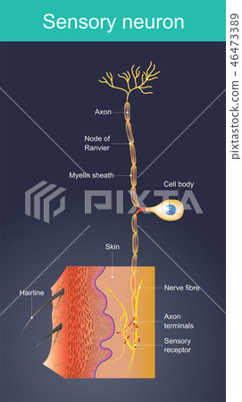Sensory neuron. Cells act as external stimuli - Stock Illustration ...
