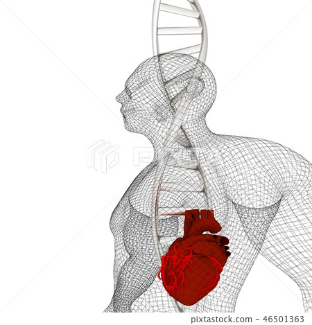DNA strands and Heart in human - Stock Illustration [46501363] - PIXTA