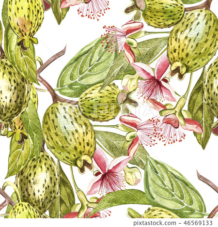 Watercolor illustration feijoa plant. Hand...-插圖素材 [46569133] - PIXTA圖庫
