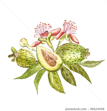 Watercolor illustration feijoa plant. Hand...-插圖素材 [46624406] - PIXTA圖庫