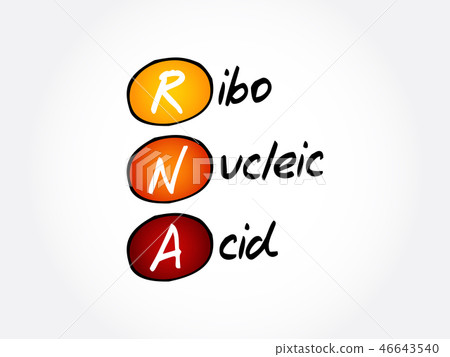 RNA - Ribonucleic acid, acronym - Stock Illustration [46643540] - PIXTA