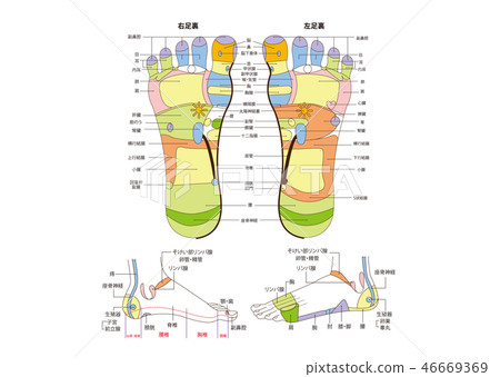 Foot sole reflection zone - Stock Illustration [46669369] - PIXTA