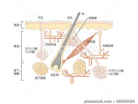 How the skin works Pore pores and sebaceous... - Stock Illustration ...