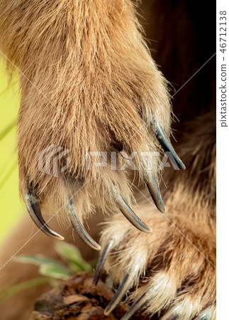 Sharp Claws Animals