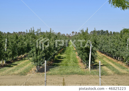 Apple Orchard Rows
