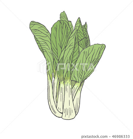 Illustration of pak choi - Stock Illustration [46986333] - PIXTA