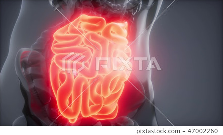 Human Small Intestine Radiology Exam - Stock Illustration [47002260 ...