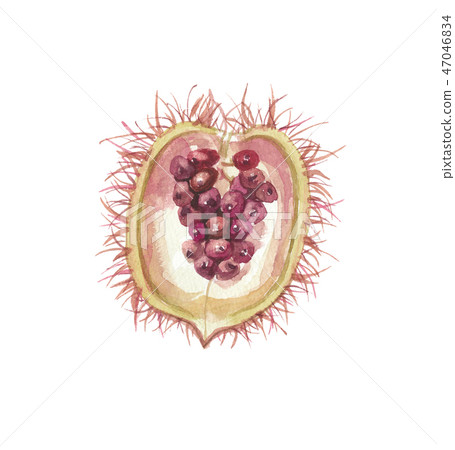 Beni tree species / seeds - Stock Illustration [47046834] - PIXTA