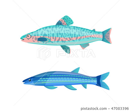 Jack Dempsey Fish and Mackerel Vector Illustration - Stock Illustration ...