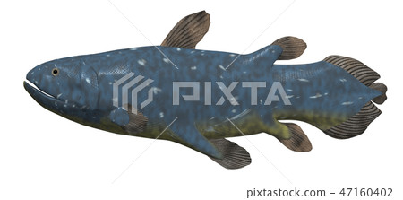 coelacanth - Stock Illustration [47160402] - PIXTA