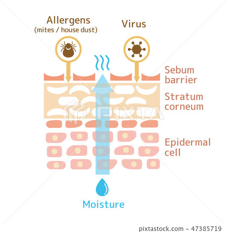 Skin cross section / damaged skin illustration... - Stock Illustration ...