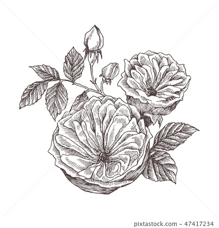 Wild roses blossom branch isolated on white.... - Stock Illustration ...