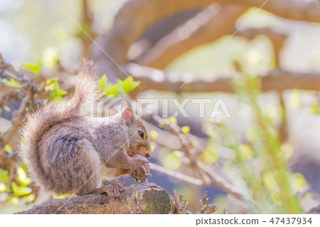 Squirrel for eating walnuts - Stock Photo [47437934] - PIXTA