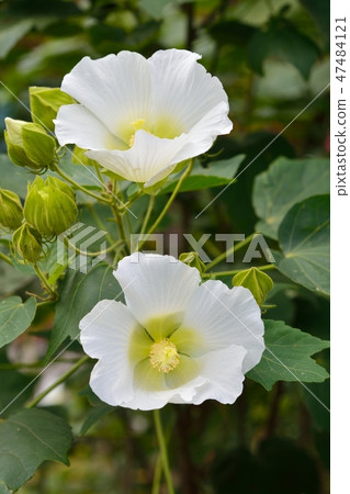 Fuyo - Stock Photo [47484121] - PIXTA