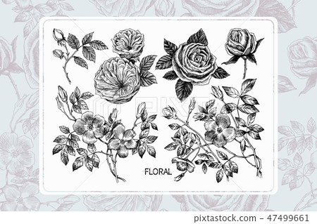 Wild roses blossom branch isolated on white.... - Stock Illustration ...