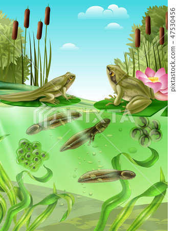 Life Cycle Of A Lily Pad - Infoupdate.org