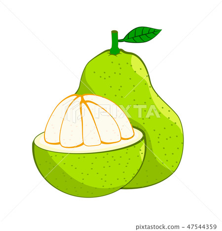 Illustration of fresh Pomelo, Vector Illustration - Stock Illustration ...